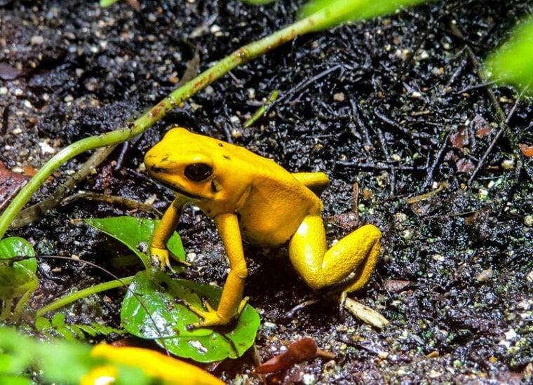 25 Fascinating Frog Facts (With Pictures) | Hepper