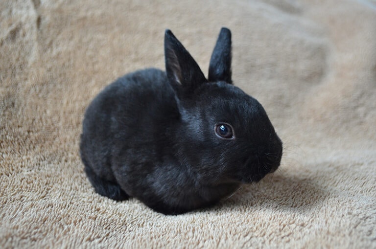 Mini Rex Rabbit: Facts, Care, Diet, Pictures & More | Hepper