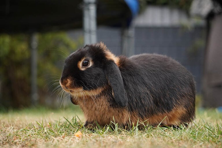 15 Brown Rabbit Breeds (With Info & Pictures) | Hepper