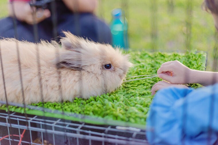 Mini Satin Rabbit: Info, Pictures, Care, Diet & More | Hepper