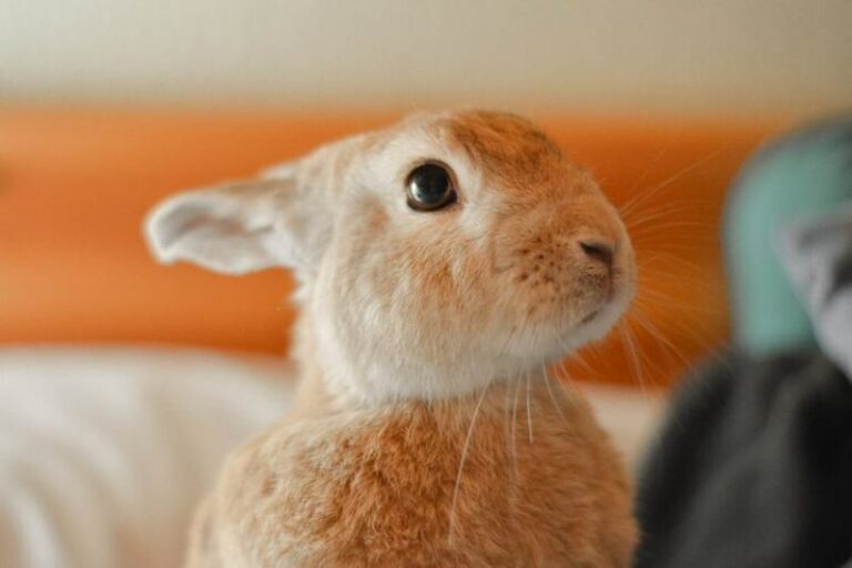 Cinnamon Rabbit: Facts, Care, Diet, Pictures & More | Hepper