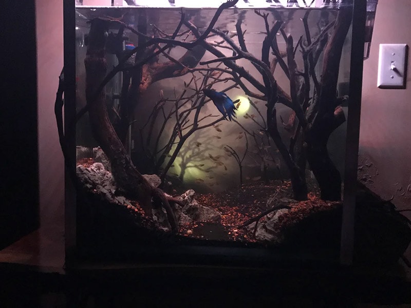 Freshwater Fish Tank Themes