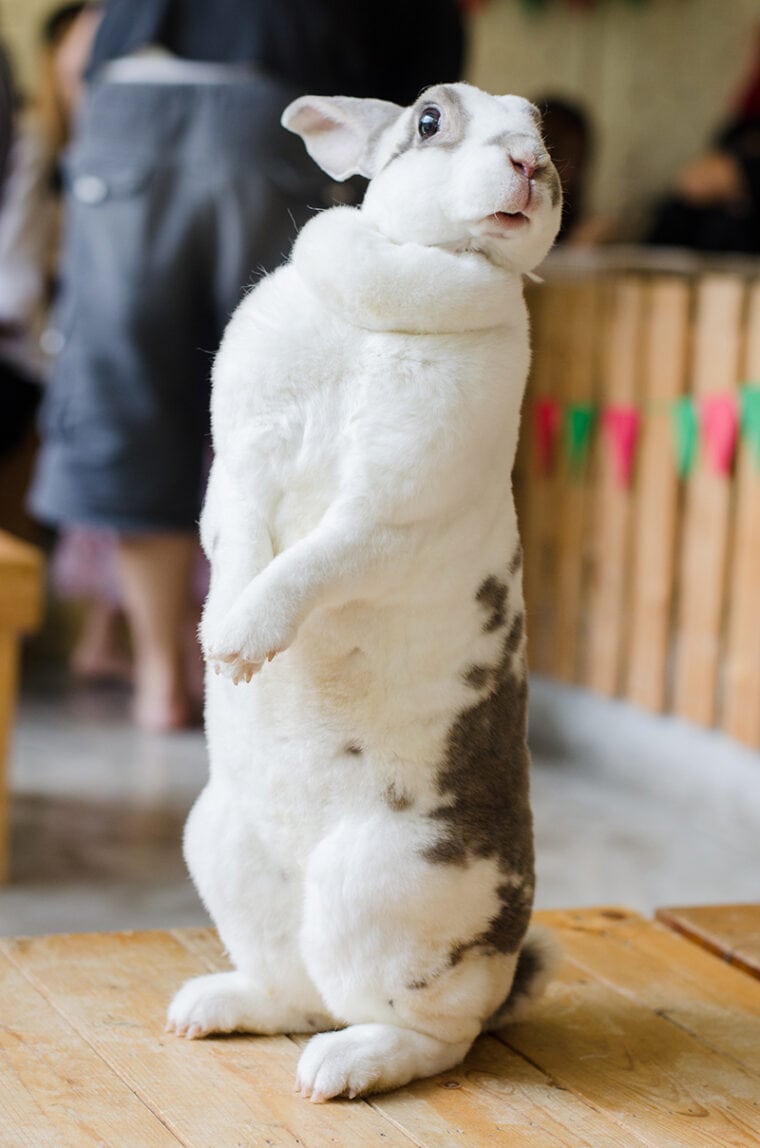 Mini Satin Rabbit: Info, Pictures, Care, Diet & More | Hepper