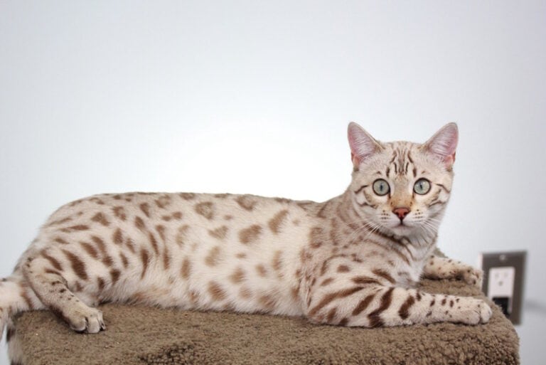 14 Bengal Cat Colors & Patterns (With Info & Pictures) | Hepper
