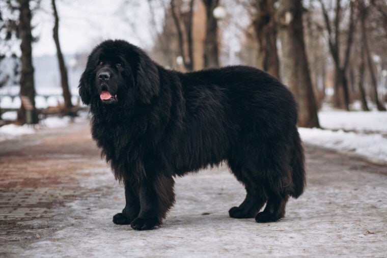 16 Newfoundland Dog Mixes (With Pictures) | Hepper