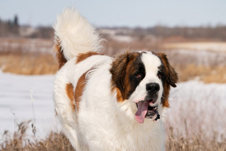 7 St. Bernard Colors (With Pictures & Breed Info) | Hepper