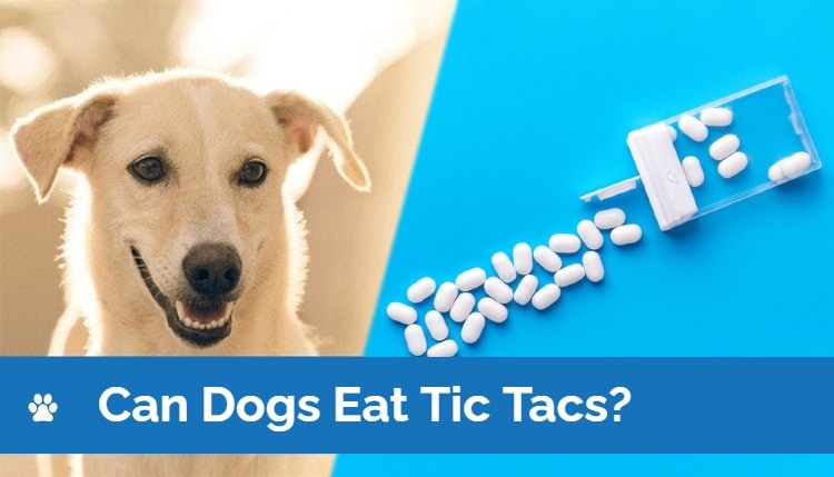 What Happens If Your Dog Eats Amoxicillin