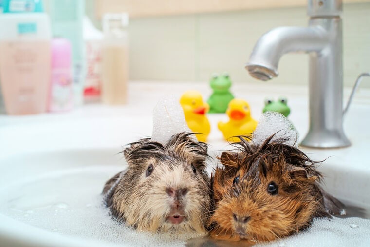 How to Bathe Guinea Pigs: 14 Vet Approved Essential Tips | Hepper How to Bathe Guinea Pigs: 14 Vet Approved Essential Tips | Hepper