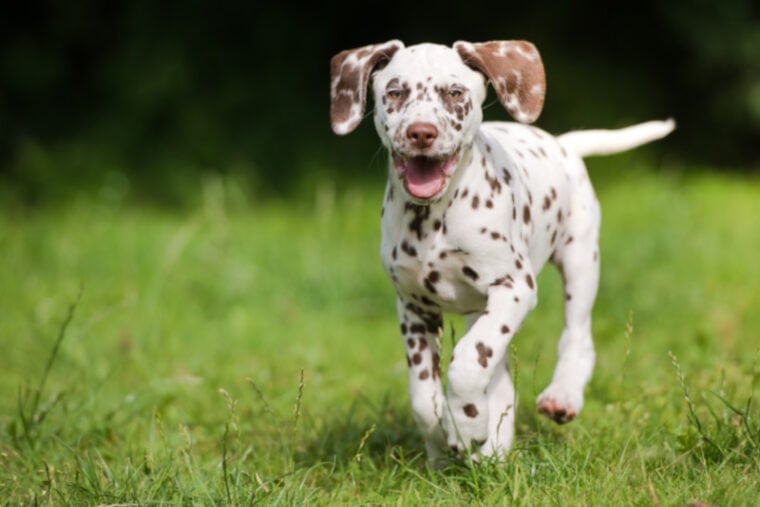 10 Dalmatian Colors: Exploring the Surprising Variety | Hepper