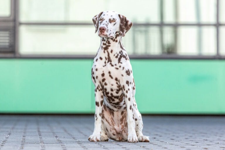 Brown (Liver Spotted) Dalmatian: Info, Pictures, Characteristics & History | Hepper