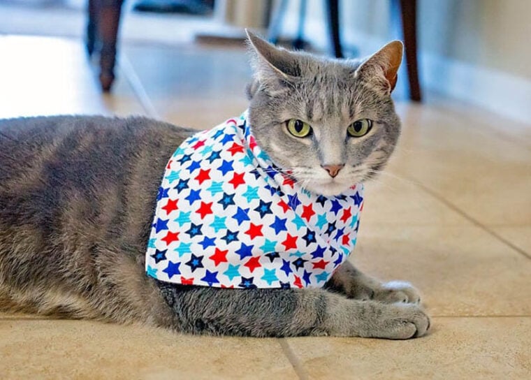 15 DIY Cat Clothes - Plans & Patterns You Can Make Today (With Pictures) | Hepper