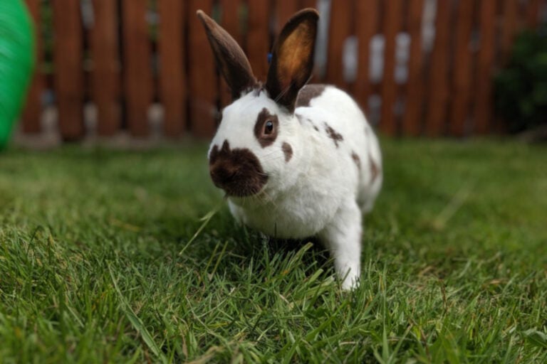 English Spot Rabbit: Pictures, Care Guide, Lifespan & Traits | Hepper
