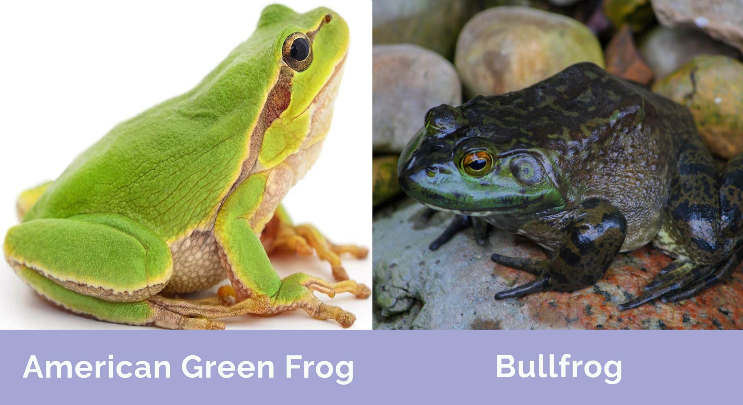 Green Frog vs Bullfrog: What’s the Difference? (With Pictures) | Hepper Green Frog vs Bullfrog: What’s the Difference? (With Pictures) | Hepper
