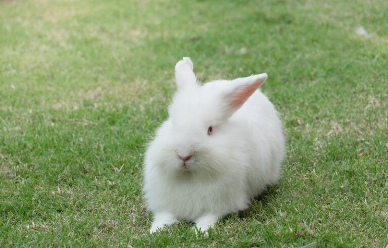 10 White Rabbit Breeds (With Info & Pictures) | Hepper