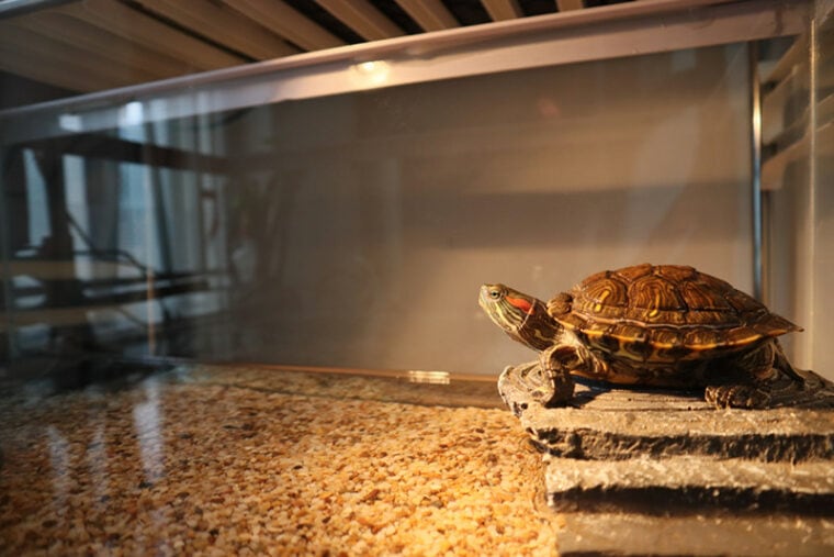 5 DIY Indoor Box Turtle Habitats You Can Build Today (with Pictures ...