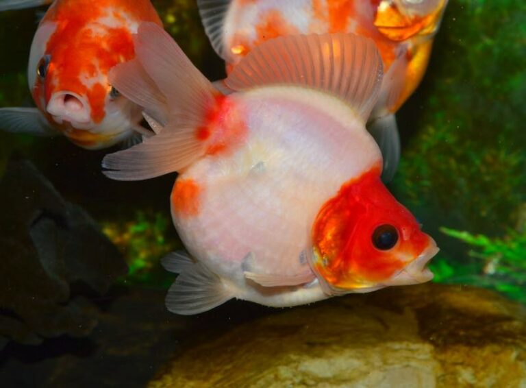 18 Rare & Expensive Goldfish (With Pictures) | Hepper