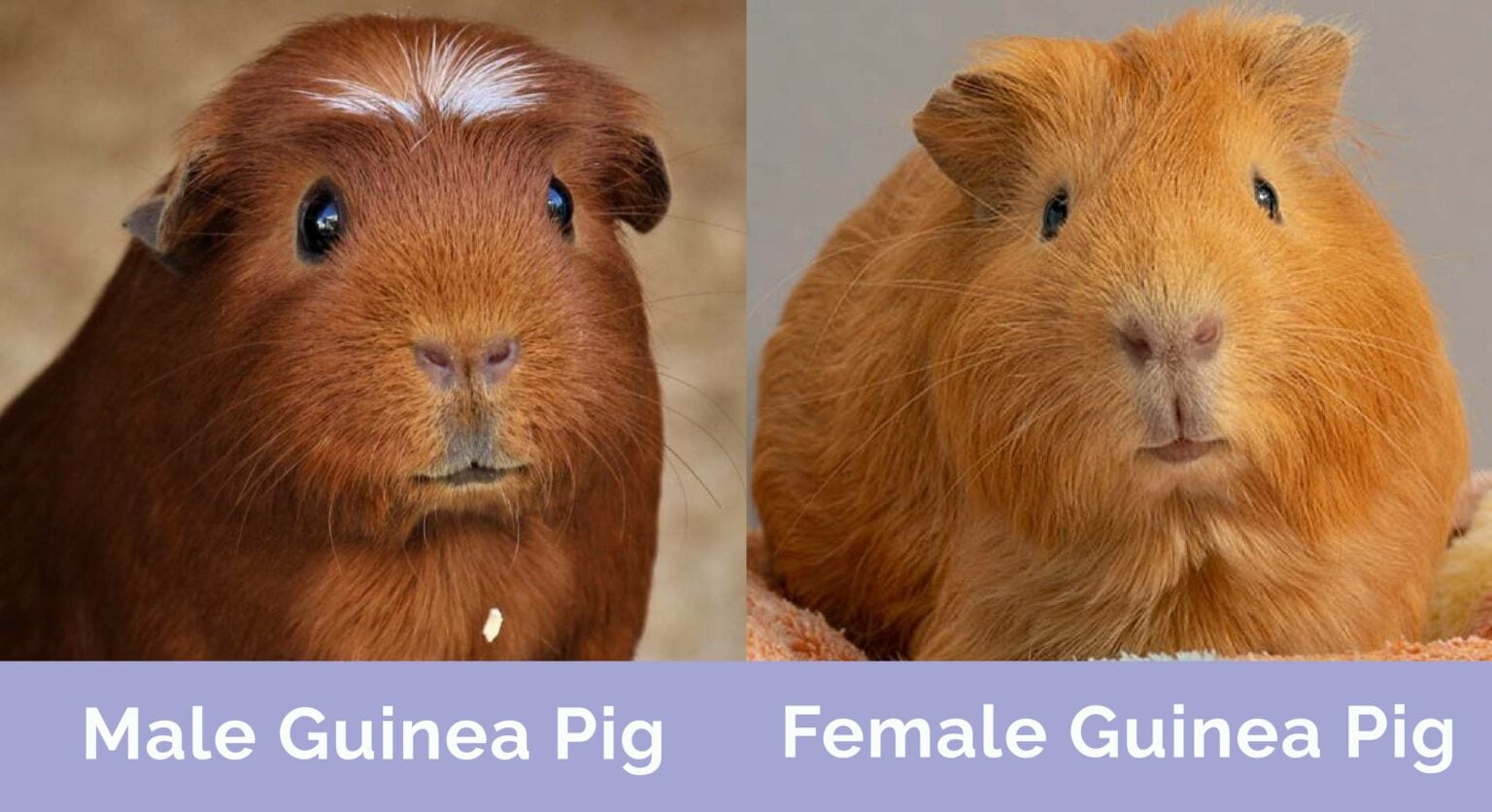 Male vs Female Guinea Pig: Differences Explained (With Pictures) | Hepper