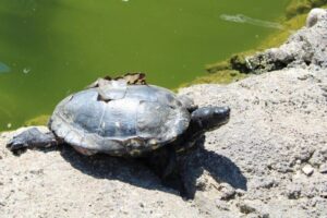 Turtle Shell Peeling & Shedding: What's Normal & What Isn't | Hepper