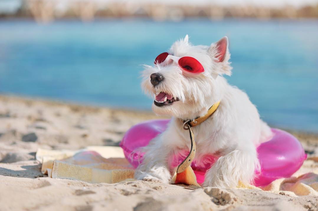 190 Beach Names For Dogs For A Sandy Pup Hepper 190 Beach Names For Dogs For A Sandy Pup Hepper