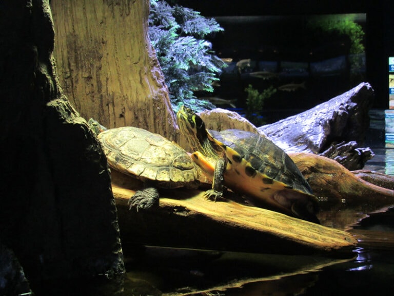 Yellow-Bellied Slider Turtle: Pictures, Facts, Diet & Care Guide | Hepper