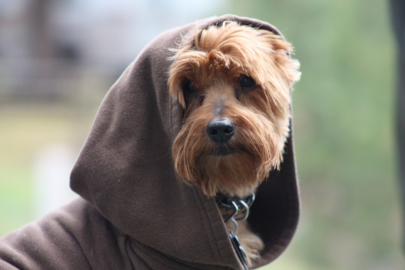 Jedi Dog