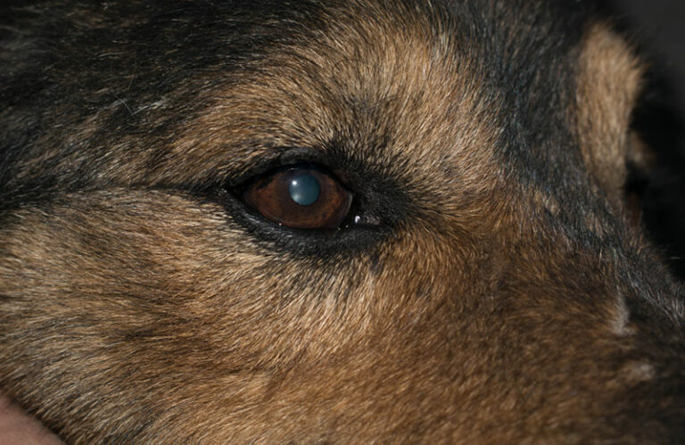 Why Are My Dog’s Eyes Red? 13 Vet Reviewed Reasons & What To Do | Hepper