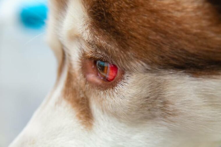 Why Are My Dog’s Eyes Red? 13 Vet Reviewed Reasons & What To Do | Hepper
