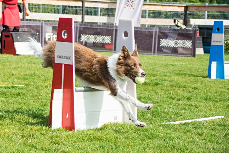 Flyball for Dogs 101: Info, Guide & How to Get Started | Hepper