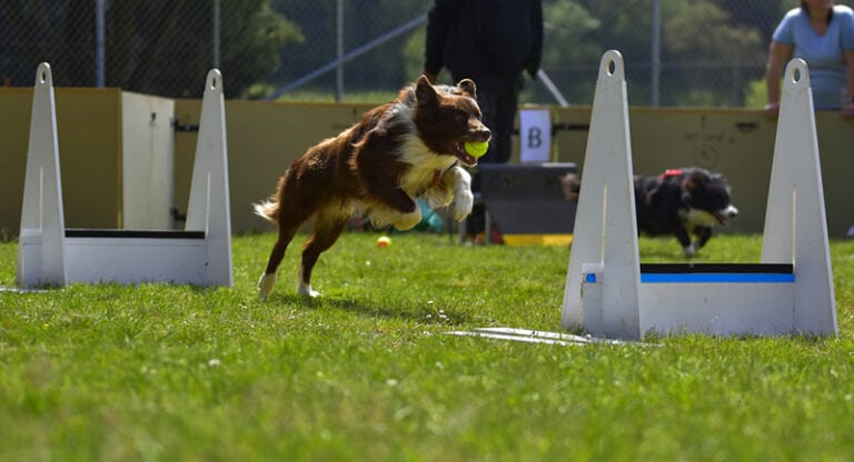 Flyball for Dogs 101: Info, Guide & How to Get Started | Hepper