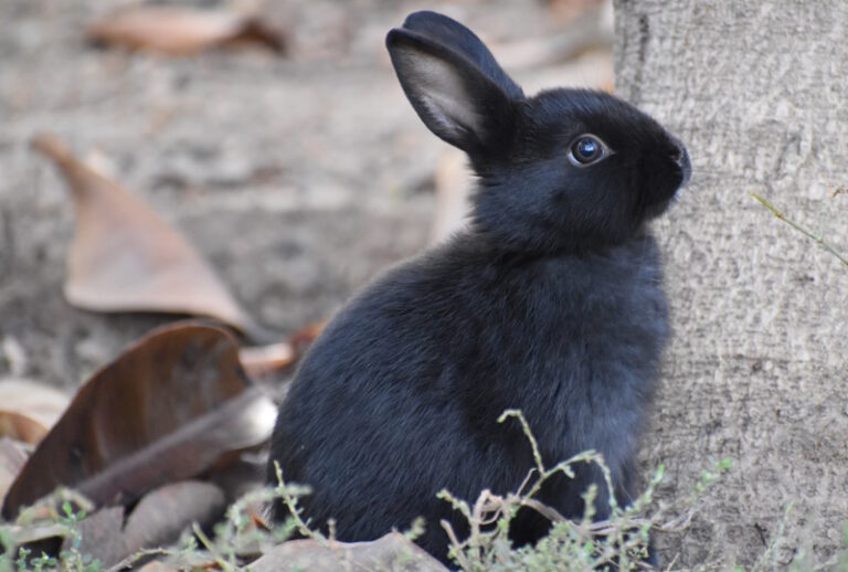 Havana Rabbit Breed Info: Pictures, Care Guide, Lifespan & Traits | Hepper