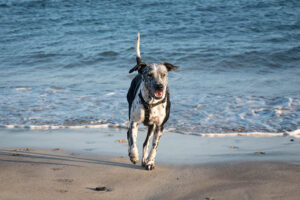 Pitmatian (Pitbull & Dalmatian Mix): Pictures, Temperament & Traits ...