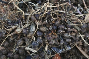 My Dog Ate Rabbit Poop: Here’s What to Do (Vet-Reviewed Guide) | Hepper