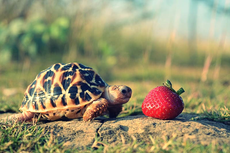 Baby Turtles Eating Fruit