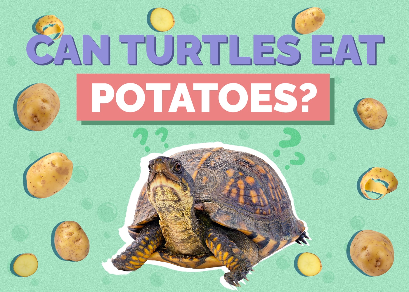 Baby Turtle Eating Mashed Potatoes Can Turtles Eat Potatoes? Vet