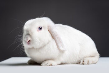 10 White Rabbit Breeds (With Info & Pictures) | Hepper