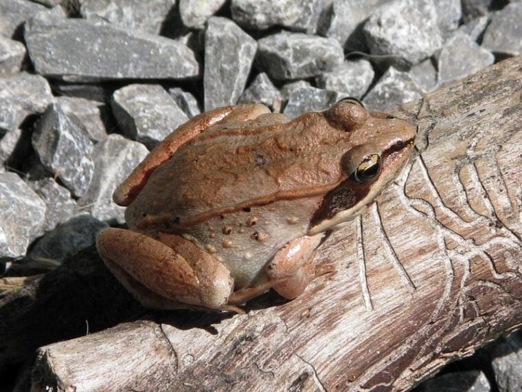 25 Fascinating Frog Facts (With Pictures) | Hepper