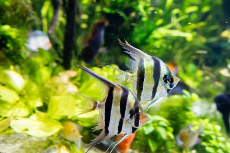 Angelfish: Vet-Approved Pictures, Size, Care, Tank Setup & More Info ...