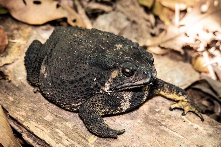 23 Types of Toads (With Info & Pictures) | Hepper