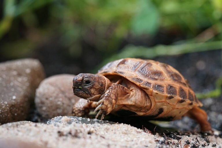 Russian Tortoise: Pictures, Facts, Diet & Care Guide | Hepper