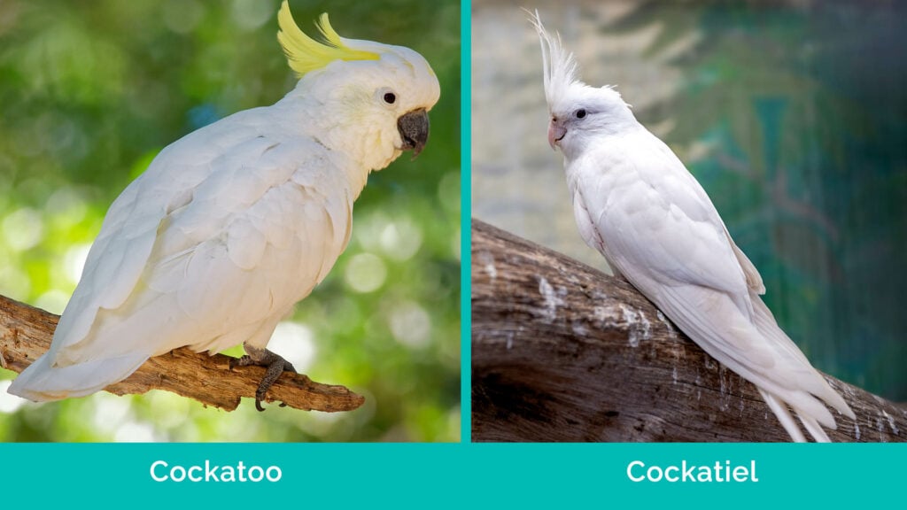 Cockatoo Vs Cockatiel The Key Differences With Pictures Hepper