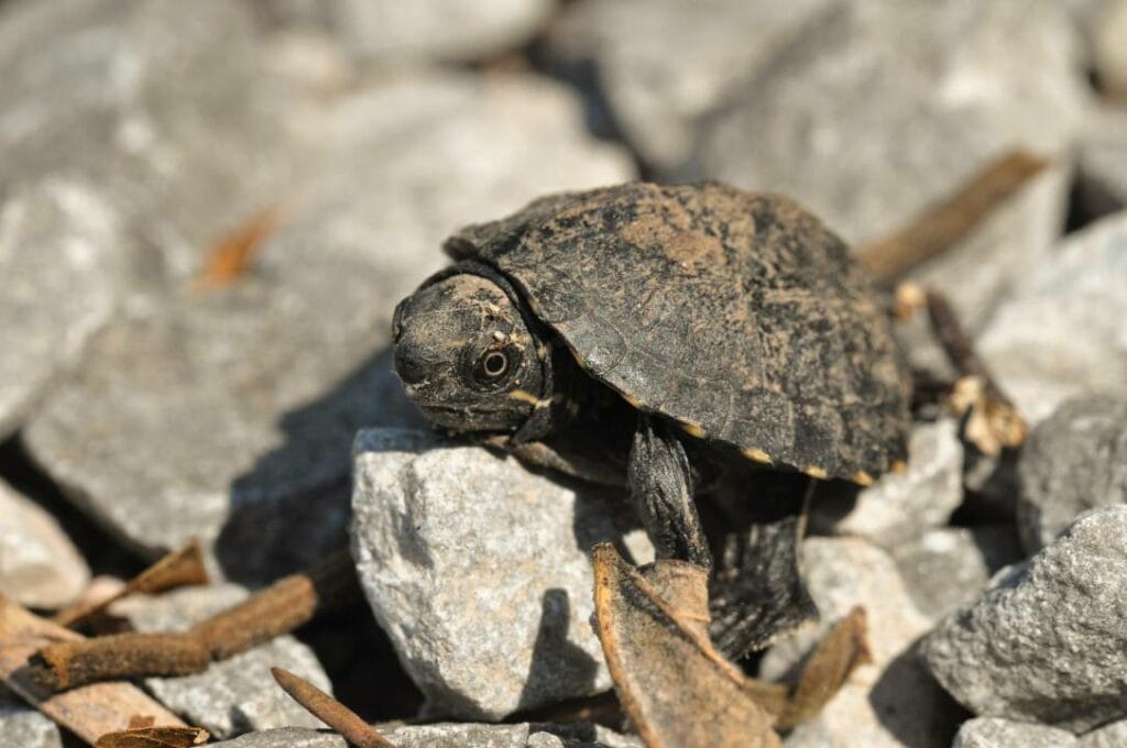 Common Musk Turtle: Pictures, Facts, Diet & Care Guide | Hepper