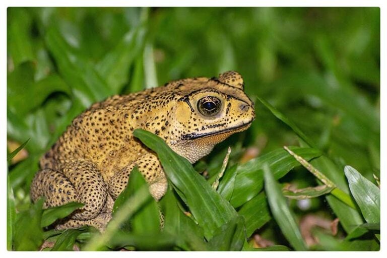 23 Types of Toads (With Info & Pictures) | Hepper