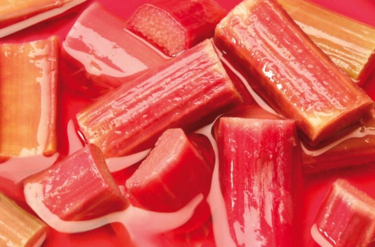 Can Dogs Have Rhubarb? Vet-Reviewed Facts & Safety Guide | Hepper