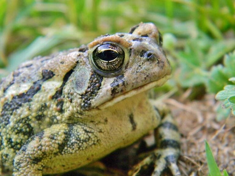 23 Types of Toads (With Info & Pictures) | Hepper
