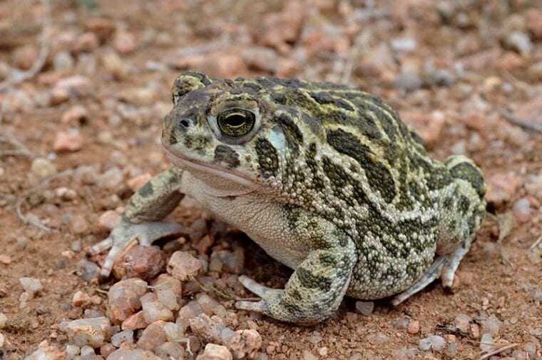 23 Types of Toads (With Info & Pictures) | Hepper
