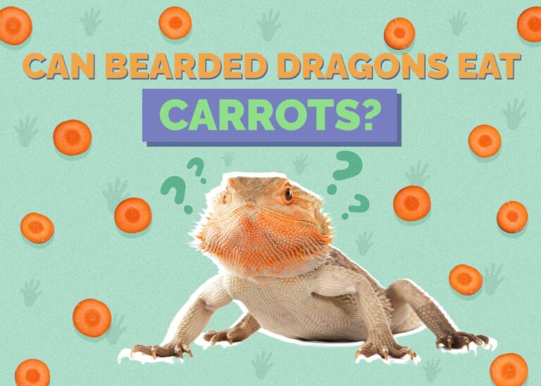 Can Bearded Dragons Eat Carrots? Vet-Reviewed Nutritional Facts & FAQ ... Can Bearded Dragons Eat Carrots? Vet-Reviewed Nutritional Facts & FAQ ...