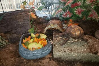 5 DIY Indoor Box Turtle Habitats You Can Build Today (with Pictures ...