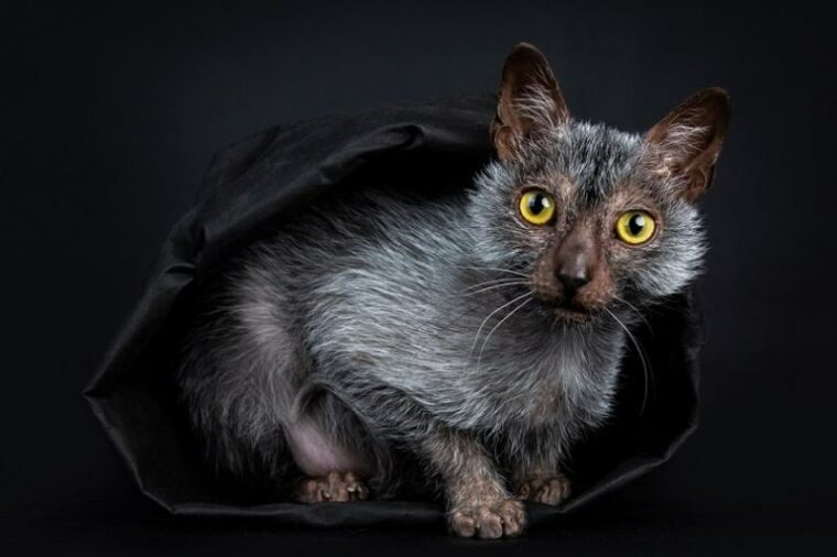17 Surprising Lykoi Wolf Cat Facts Origin Appearance Traits And More Hepper
