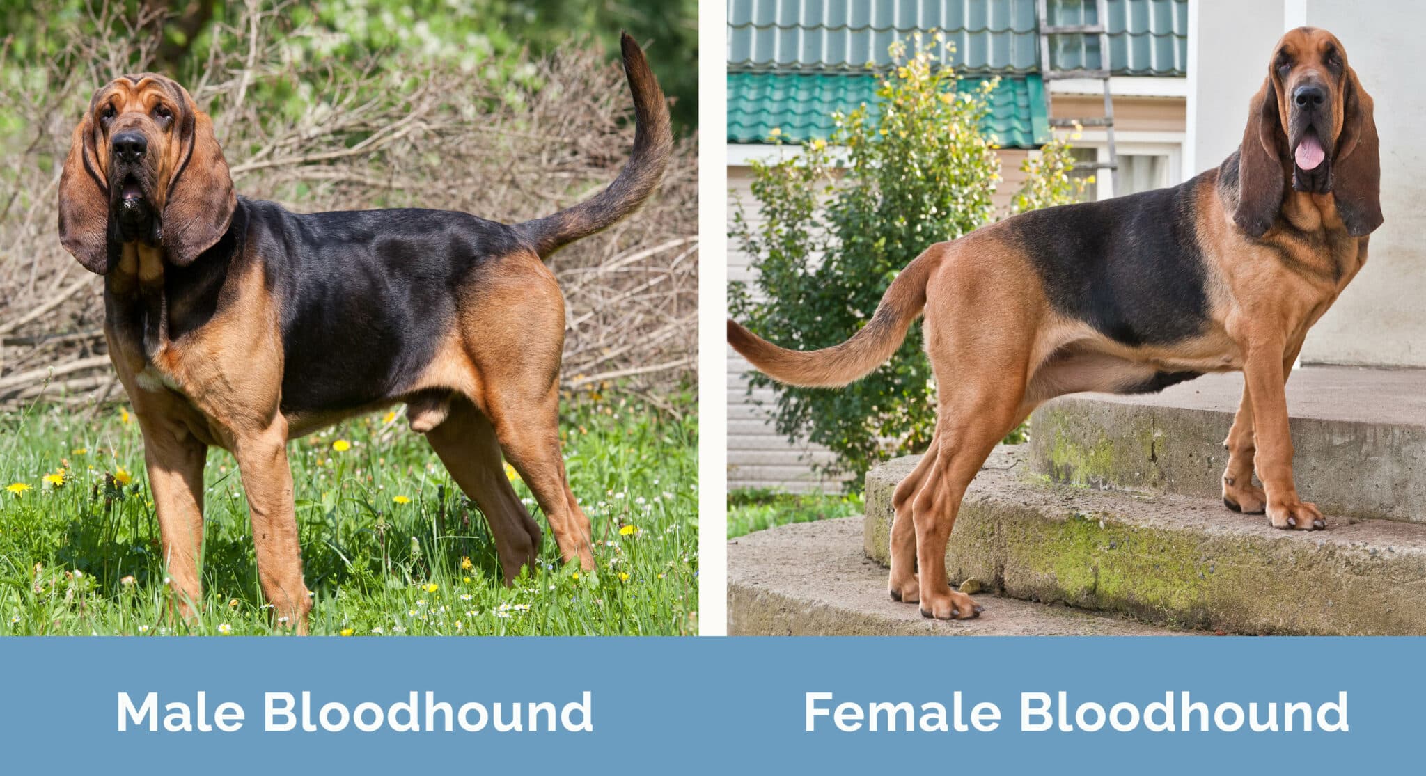 Male vs Female Bloodhound: The Differences (With Pictures) | Hepper