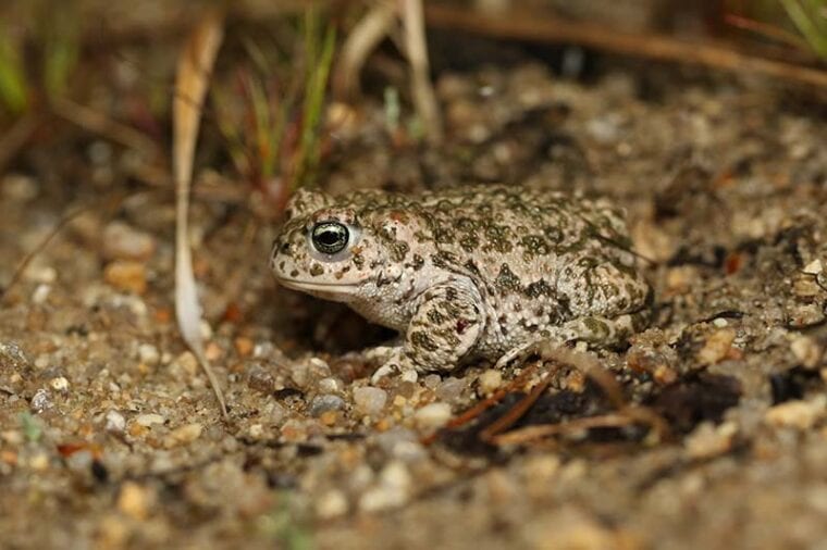 23 Types of Toads (With Info & Pictures) | Hepper